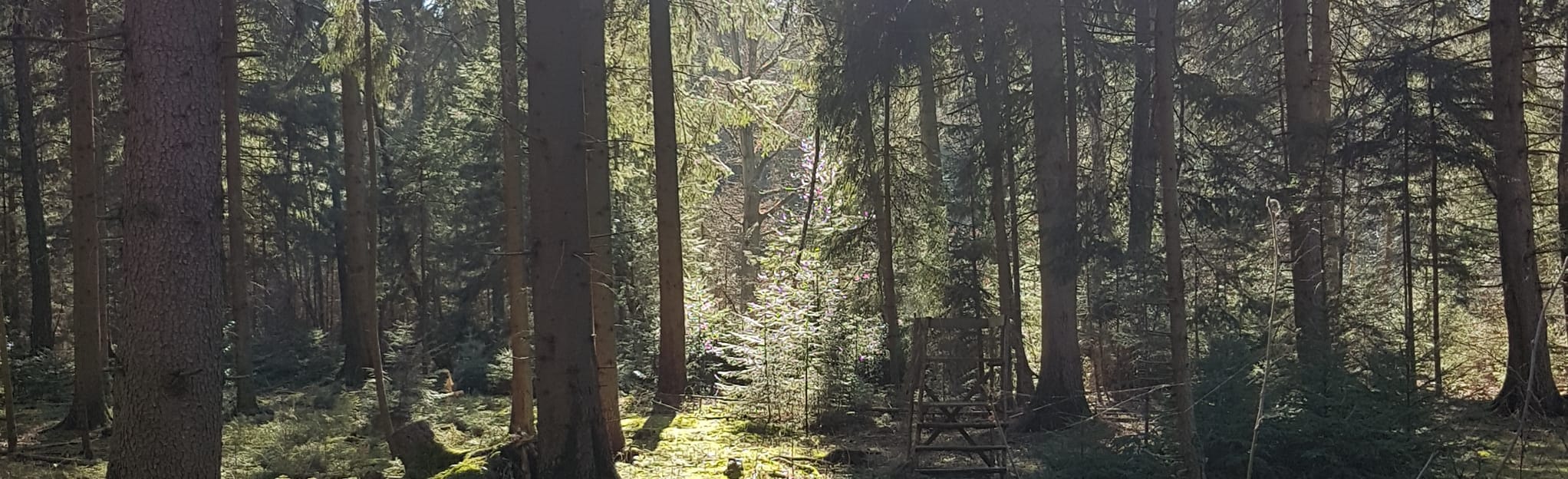 Marxen am Berge loop trail, Lower Saxony, Germany - 19 Reviews, Map ...