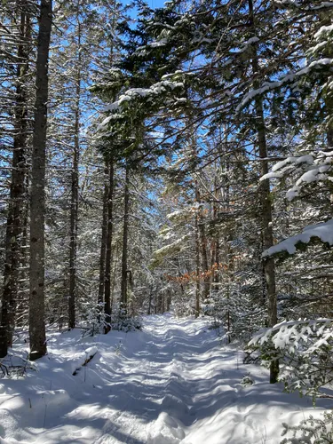 Best Forest Trails in Avondale | AllTrails