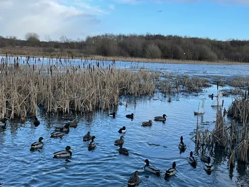 Greenhead Moss Community Nature Park: de beste routes om te wandelen ...