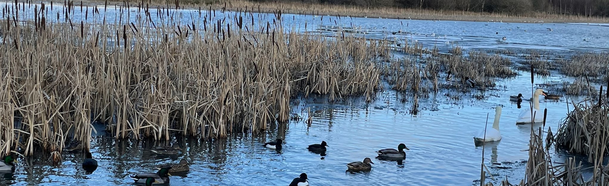 Perchy Pond Circular: 4 Reviews, Map - North Lanarkshire, Scotland ...