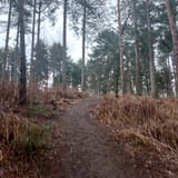 Rowney Warren Forest Circular, Bedfordshire, England - 162 Reviews, Map ...