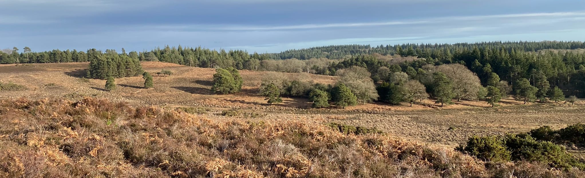 Ashley Range and Amberwood Circular, Hampshire, England - 29 Reviews ...