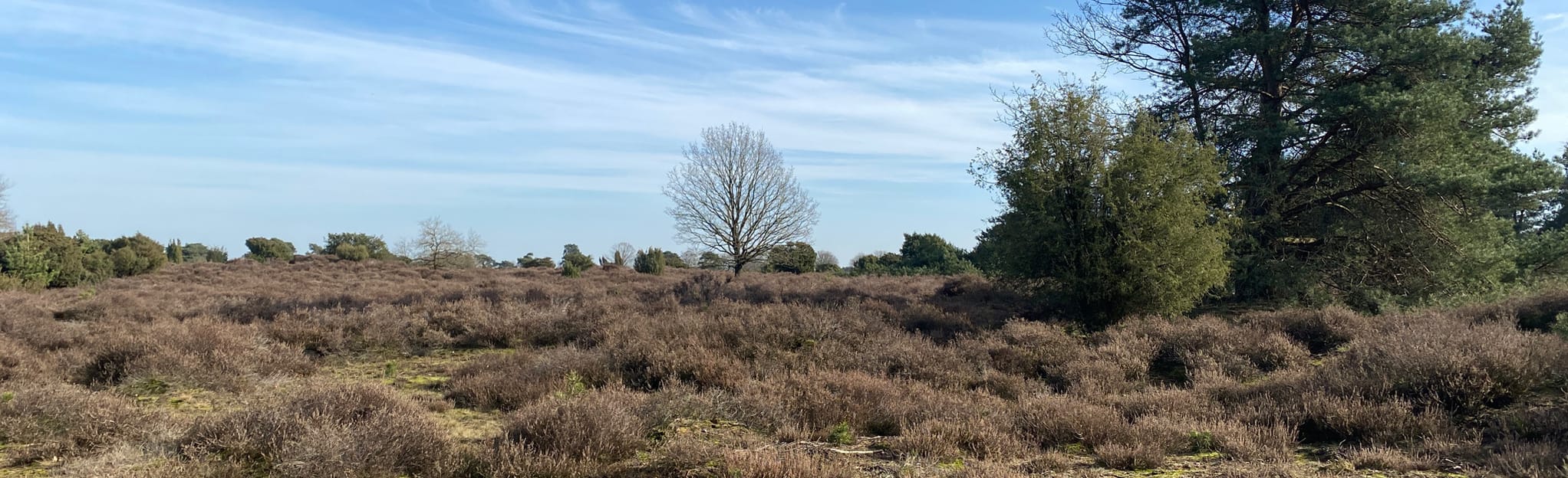 Drouwenerzand Purple Trail, Drenthe, Netherlands - 22 Reviews, Map ...