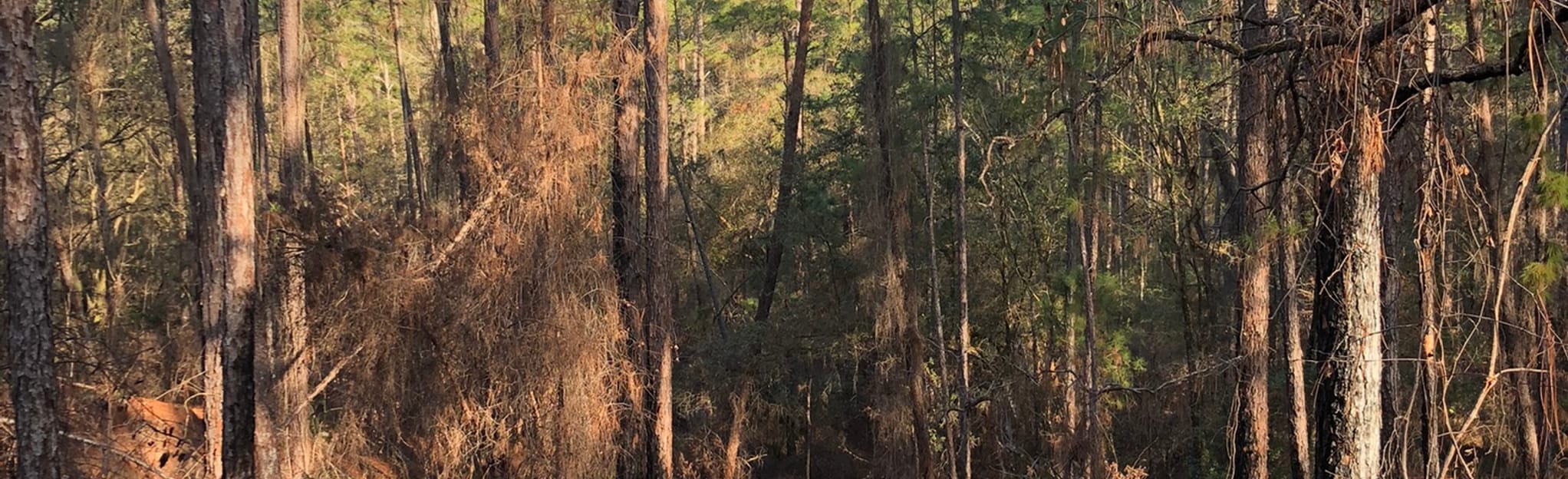 Shangri-La and Ross Prairie Loop, Florida - 134 Reviews, Map | AllTrails