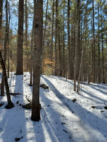 10 Best Forest Trails in Bear Brook State Park | AllTrails