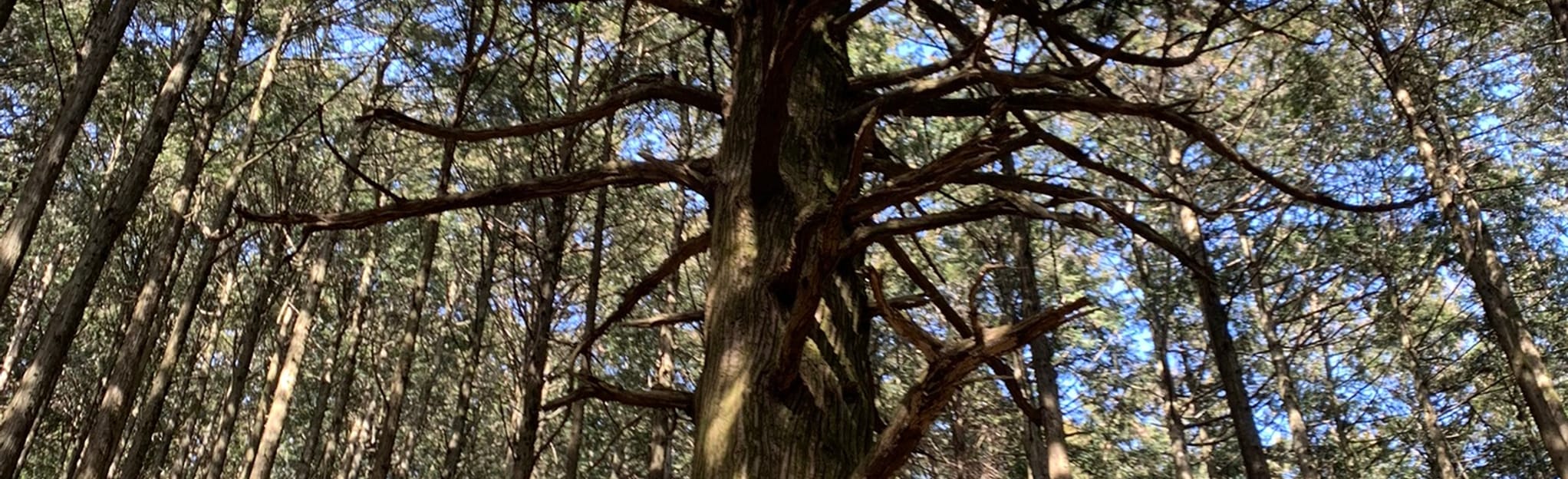 Ichino Torii - Mount Buko Loop, Saitama, Japan - 7 Reviews, Map | AllTrails