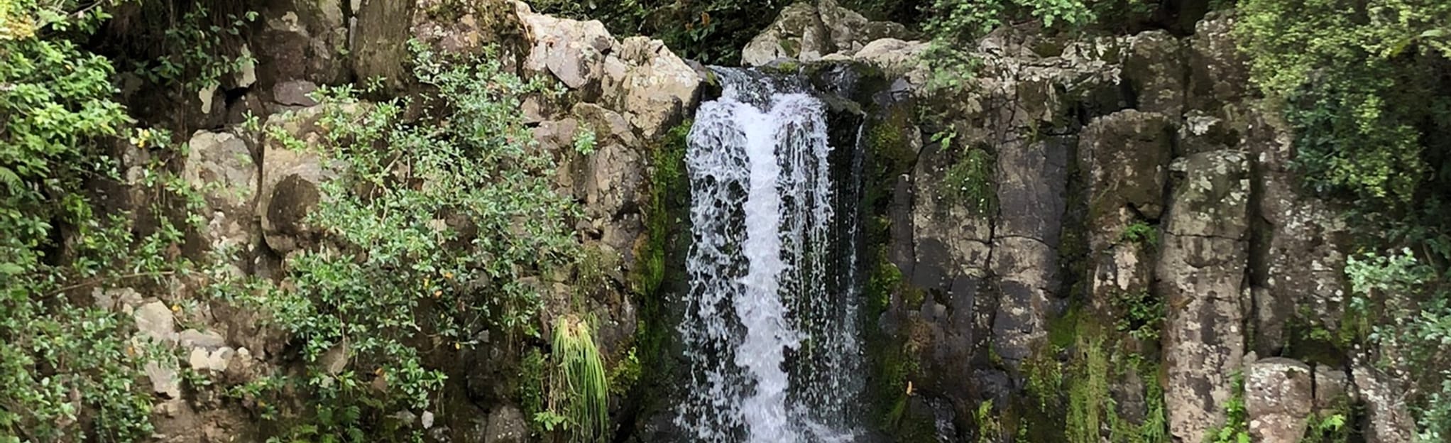 Waiau Falls Walk | Map, Guide - Waikato, New Zealand | AllTrails