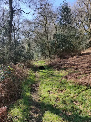 10 Best Moderate Trails in Blackdown Hills National Landscape (AONB ...