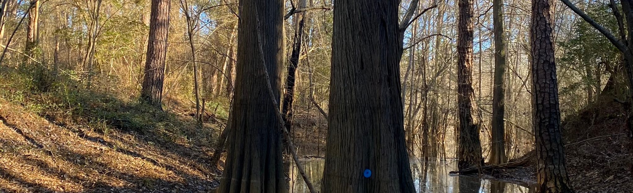Cliffs of the Neuse Bird Trail: 34 Reviews, Map - North Carolina ...