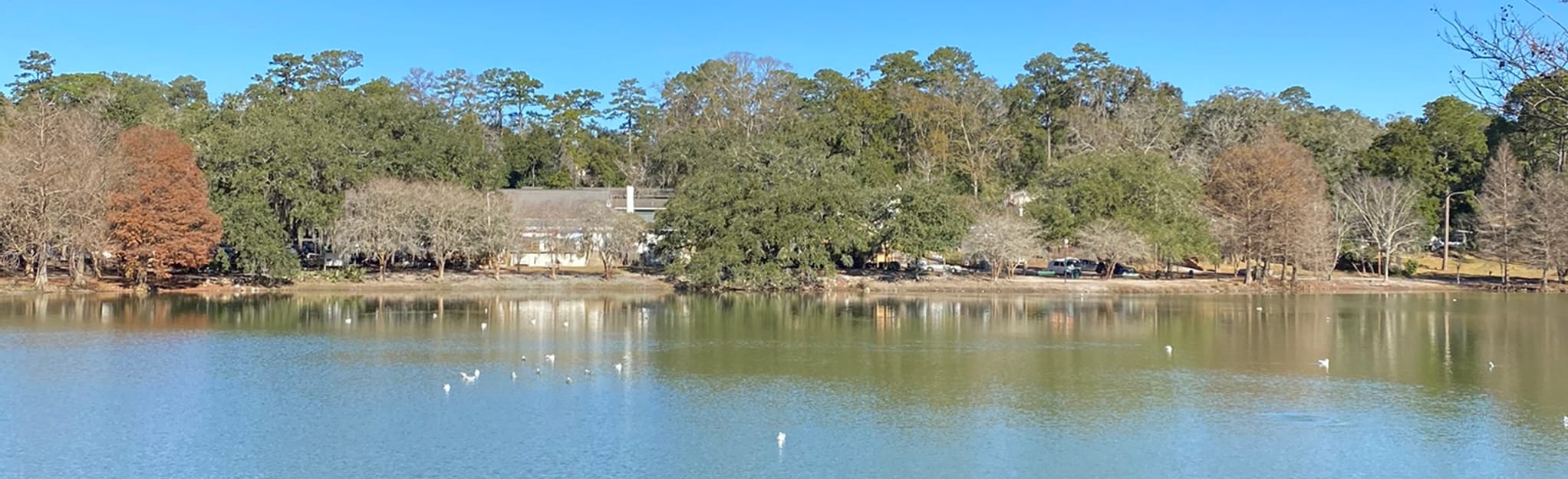 Lake Ella Loop, Florida - 51 Reviews, Map | AllTrails