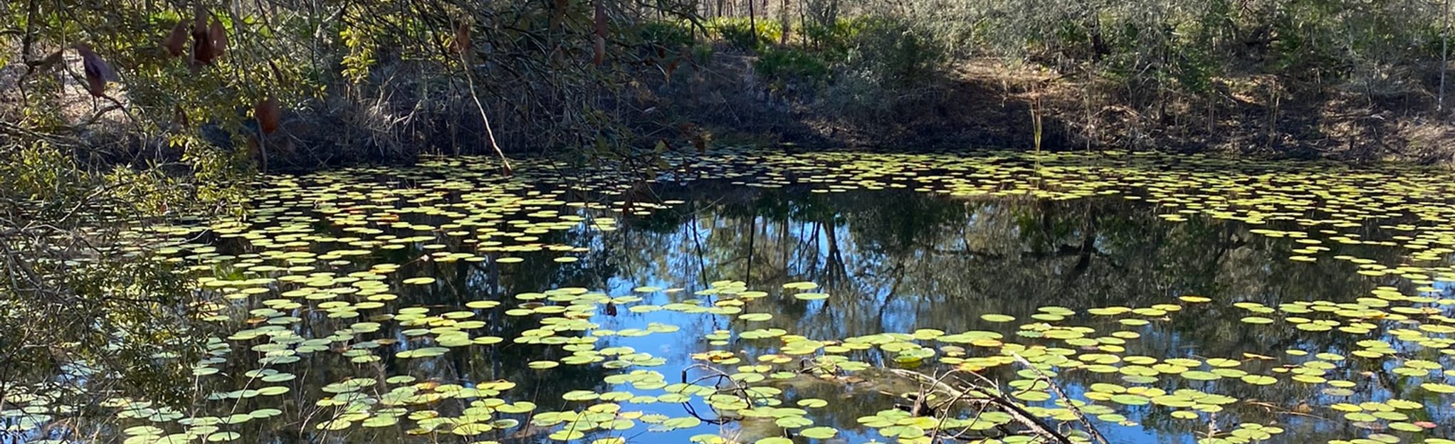 Centralia Sawmill Trail, Florida - 36 Reviews, Map | AllTrails