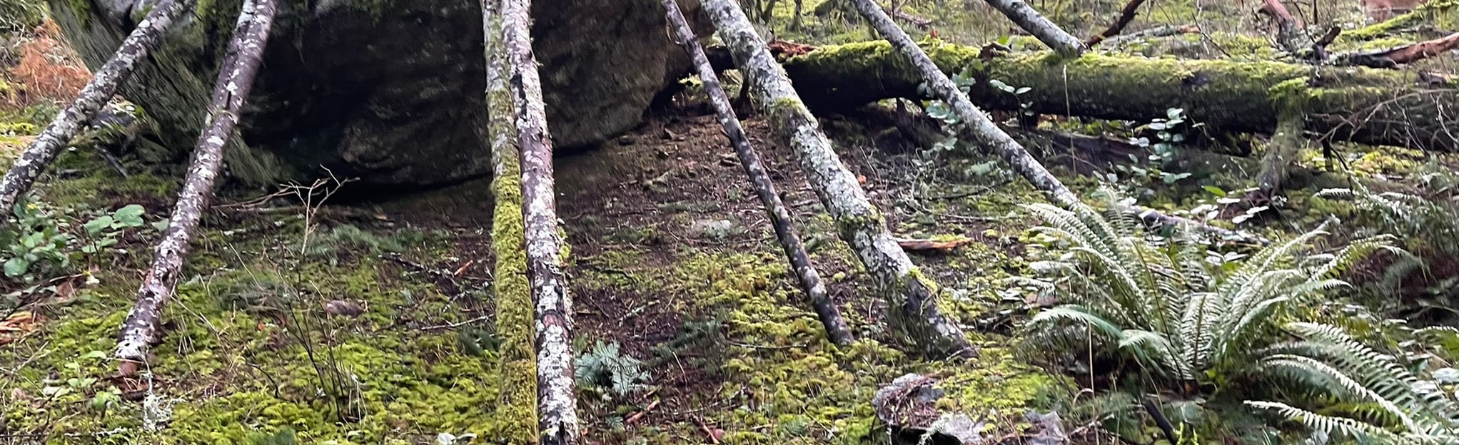 Joe Lodge Trail: 23 Reviews, Map - British Columbia, Canada | AllTrails