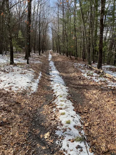 Best Hikes and Trails in Graham Mountain State Forest | AllTrails