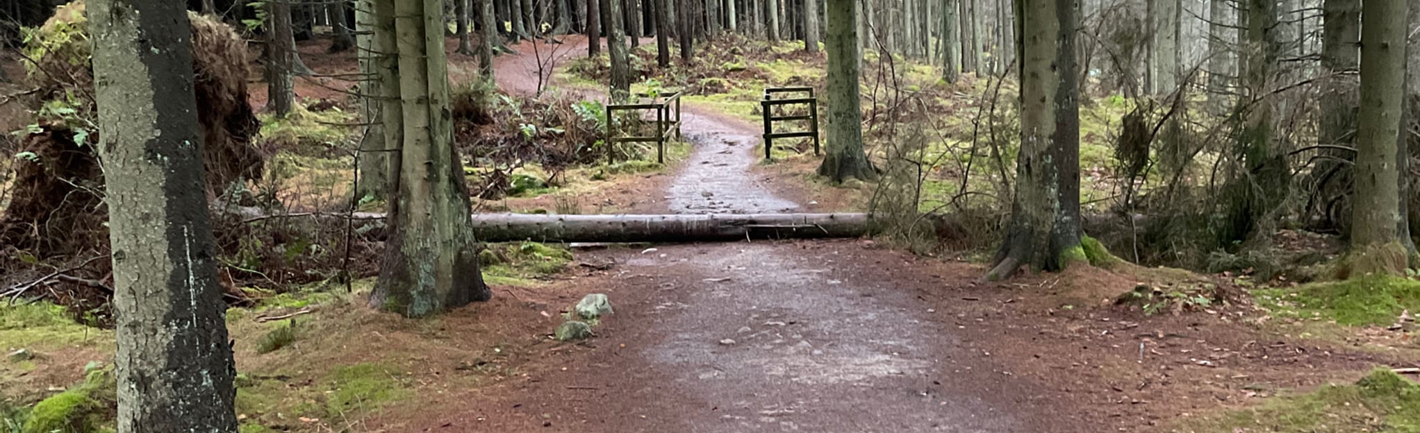 Tyrebagger Beech Tree Trail - Aberdeen, Scotland | AllTrails