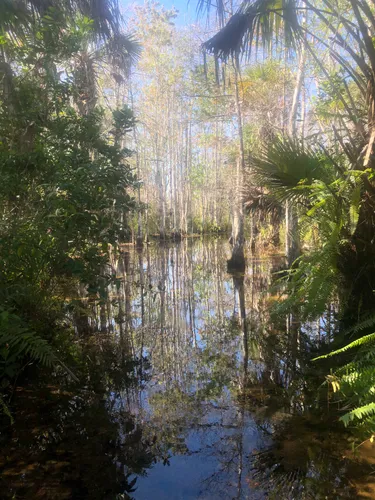 Best 10 Hiking Trails in Fakahatchee Strand Preserve State Park | AllTrails