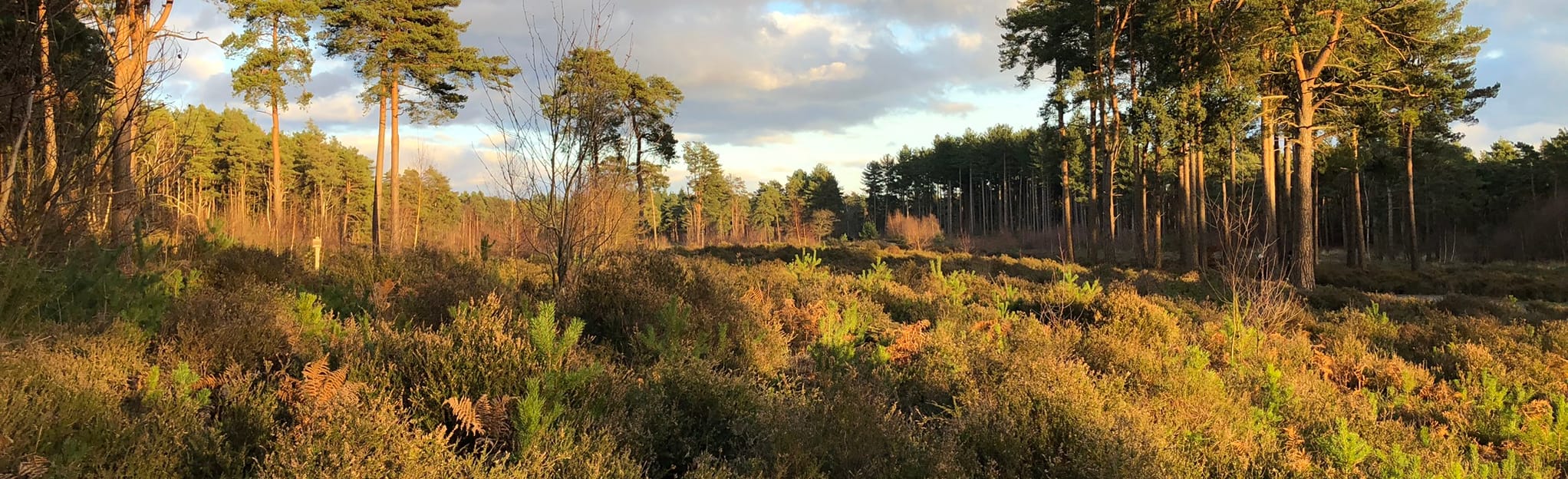 Arbrook and Esher Commons: 27 Reviews, Map - Surrey, England | AllTrails