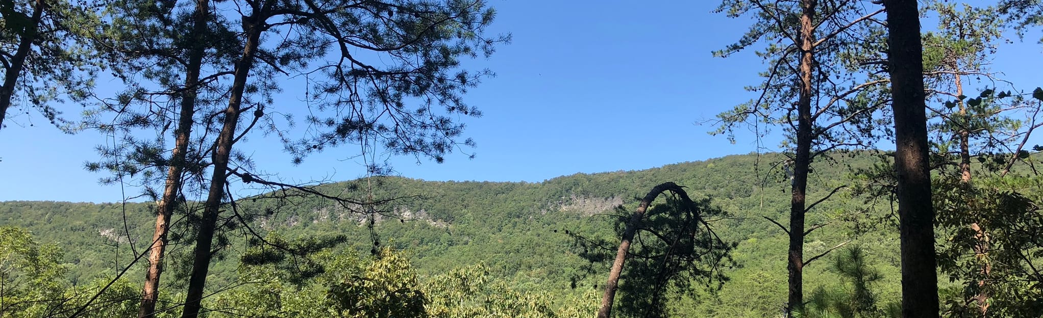Dugger Mountain via Pinhoti Trail: 88 Reviews, Map - Alabama | AllTrails