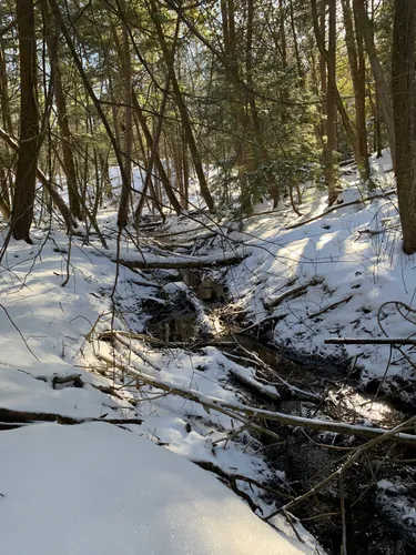 Best Hikes and Trails in Beeton Forest | AllTrails