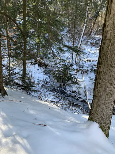 Best Hikes and Trails in Beeton Forest | AllTrails