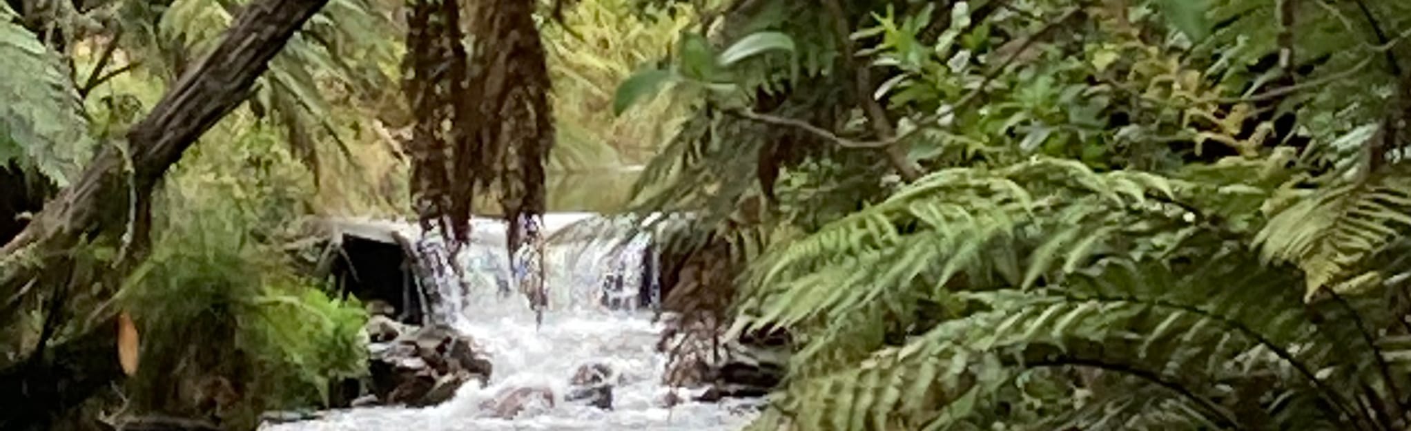 Hamurana Springs Loop Walkway: 38 Reviews, Map - Bay of Plenty, New ...