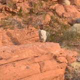 Redstone Dune Loop Trail, Nevada - 130 Reviews, Map | AllTrails