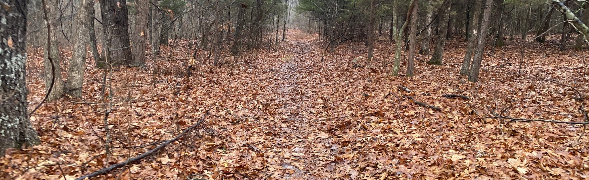 Bell Mountain Loop via the North Trailhead: 97 Reviews, Map - Missouri ...