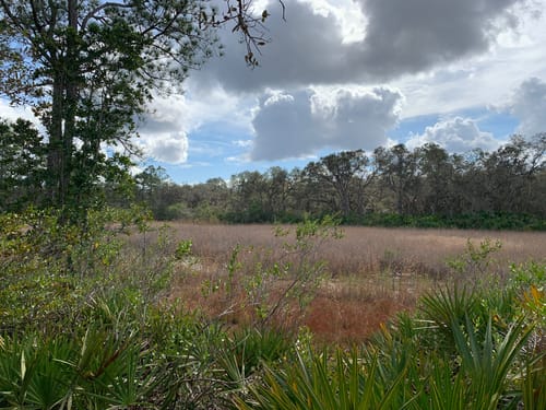 Best Hikes and Trails in Lake Wales Ridge State Forest | AllTrails