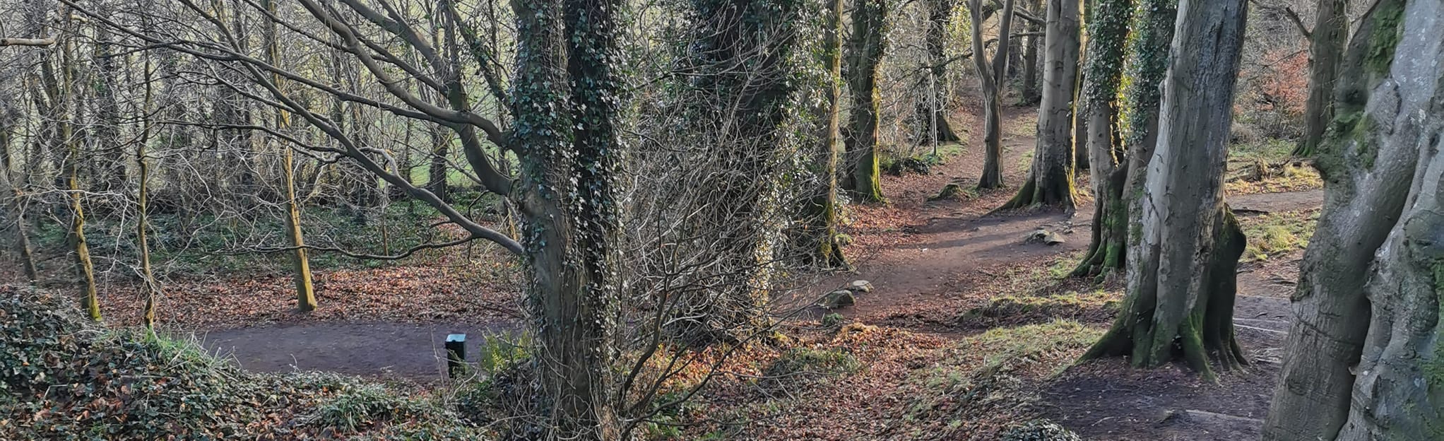Scrabo Hill via Killynether Wood - Down, Northern Ireland | AllTrails