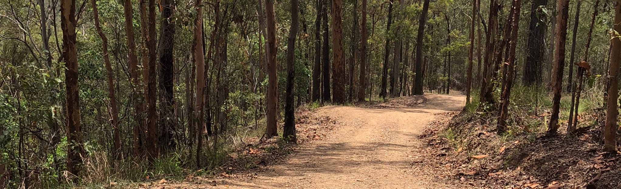 Eugenia and Powerful Owl Track Loop: 796 foto's - Queensland, Australië ...