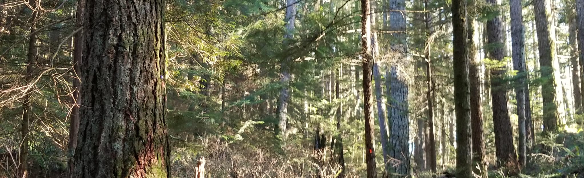 Seventh Secret and Pipeline MTB Trail Loop: 97 Reviews, Map - British ...