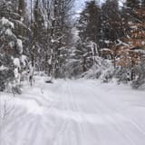 Heiberg Memorial Forest Trail, New York - 46 Reviews, Map | AllTrails