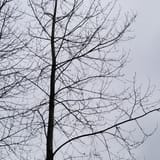 Scappoose Bay Marine Park Nature Trail and Kayak Launch, Oregon - 33 ...