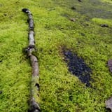 Scappoose Bay Marine Park Nature Trail and Kayak Launch, Oregon - 33 ...