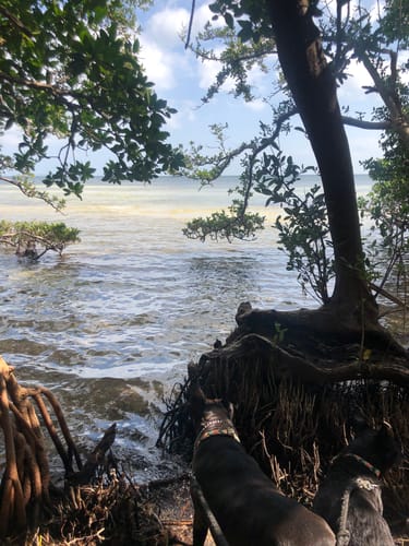 Best Hikes and Trails in Chapman Field Park | AllTrails
