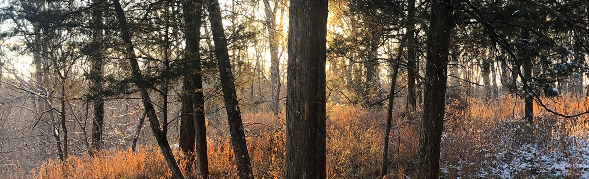 Touch of Nature Trails: 78 Reviews, Map - Illinois | AllTrails