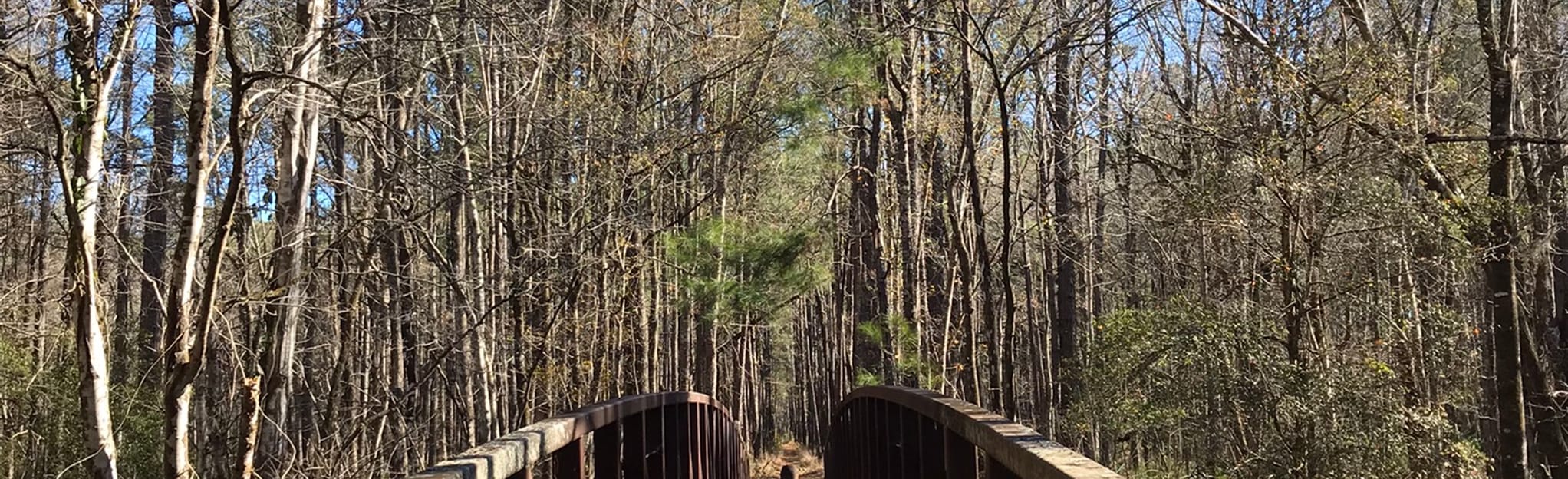 Carolina Bay Hike Along Palmetto Trail Swamp Fox Passage - South ...