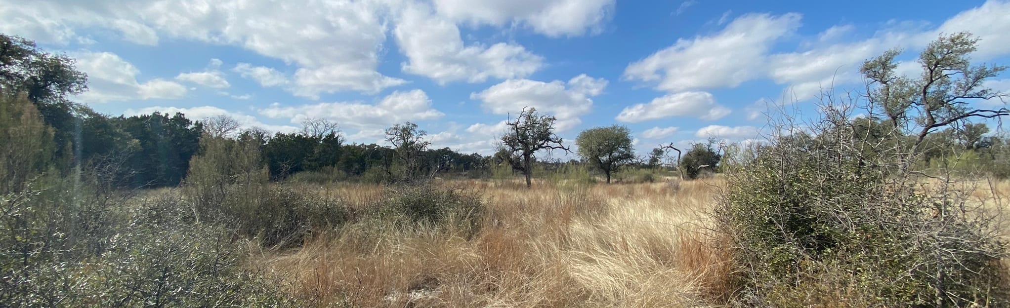 Painted Bunting Trail Loop, Texas - 193 Reviews, Map | AllTrails