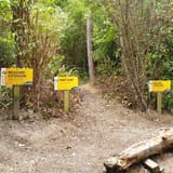 Redwood Loop Track, Otago, New Zealand - 32 Reviews, Map | AllTrails