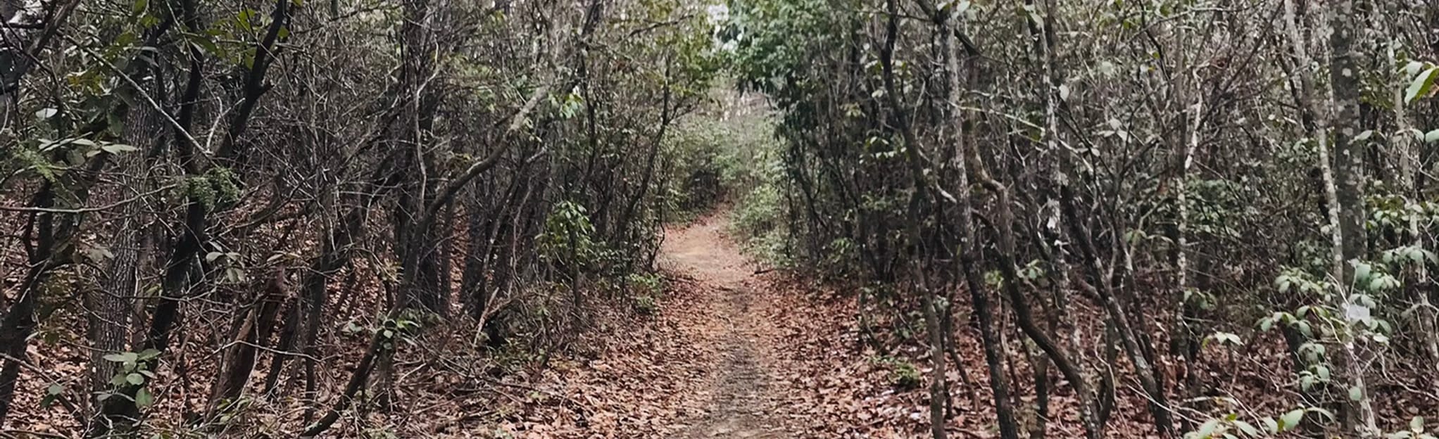 Trace Ridge and Wash Creek Loop Trail: 43 Reviews, Map - North Carolina ...