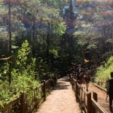 Santuario de la Mariposa Monarca - Piedra Herrada, State of Mexico ...