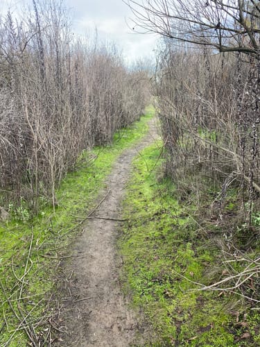 Best Hikes and Trails in Riverbottom Park | AllTrails