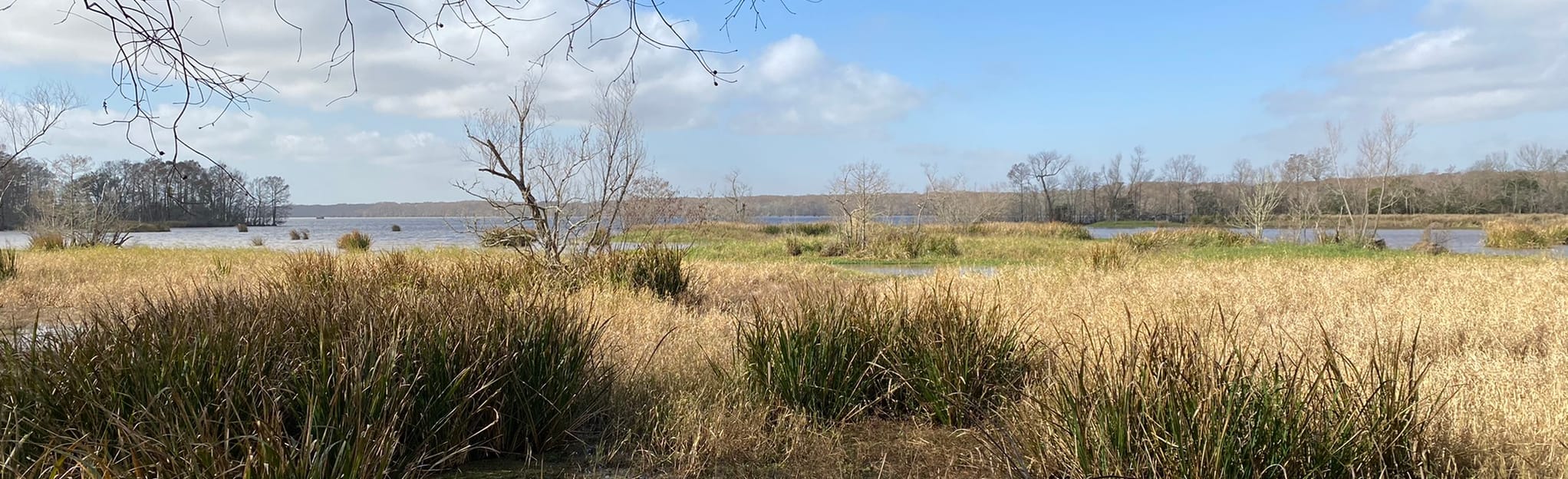 Lake Fausse Pointe State Park Trail | Map, Guide - Louisiana | AllTrails