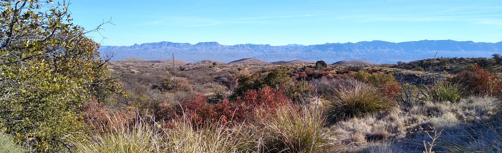 Oracle State Park Area Trails, Arizona - 34 Reviews, Map | AllTrails