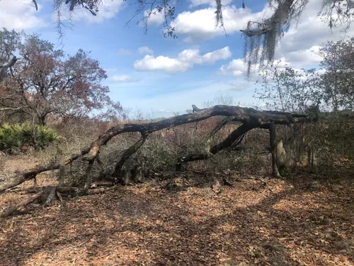 Best Hikes and Trails in Lake Wales Ridge State Forest | AllTrails