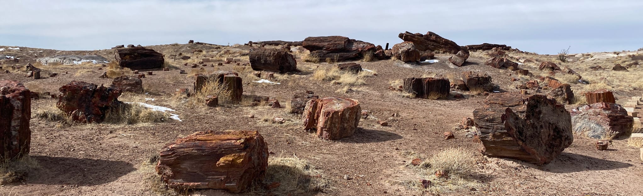 Giant Logs Trail, Arizona - 777 Reviews, Map | AllTrails