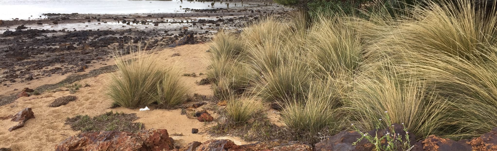 Corinella Foreshore Walk, Victoria, Australia - 8 Reviews, Map | AllTrails