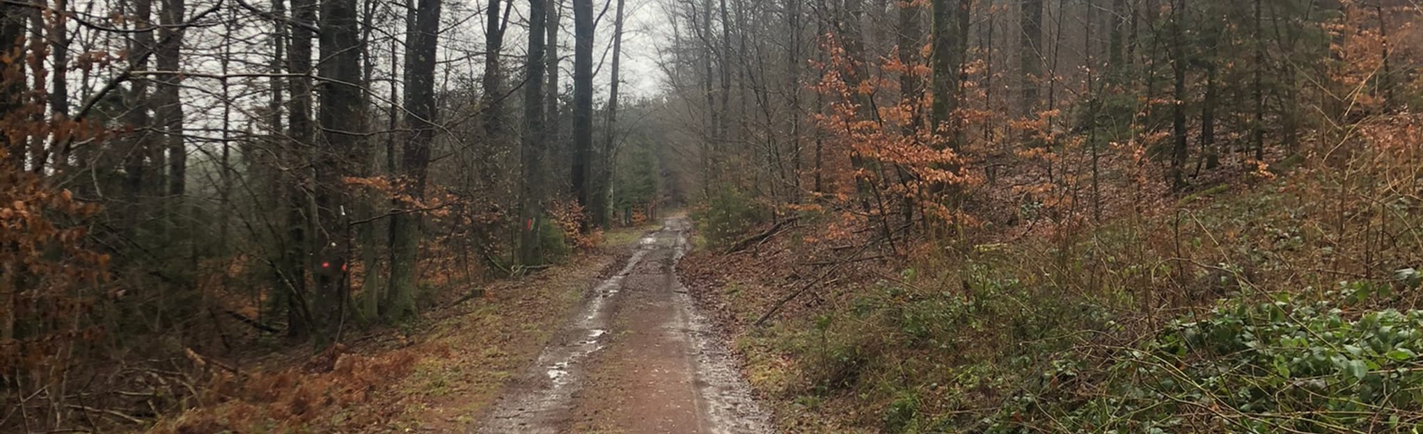 Trail Chene-Al-Pierre - Luxembourg, Belgium | AllTrails