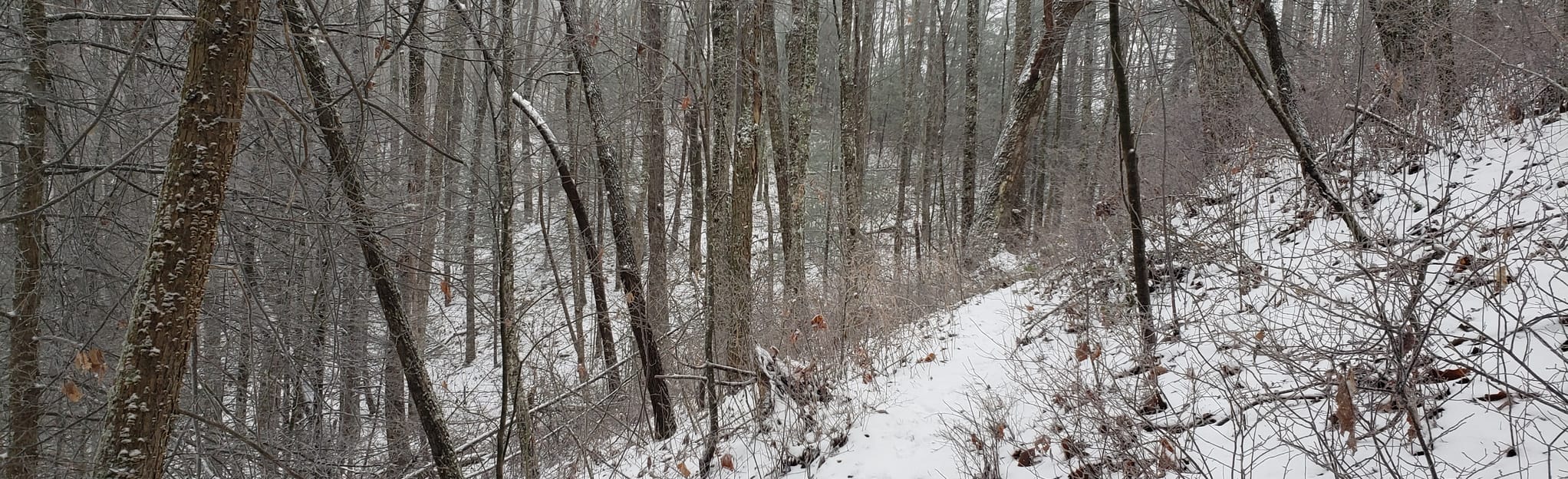 Pine Ridge Trail: 14 Reviews, Map - Tennessee | AllTrails