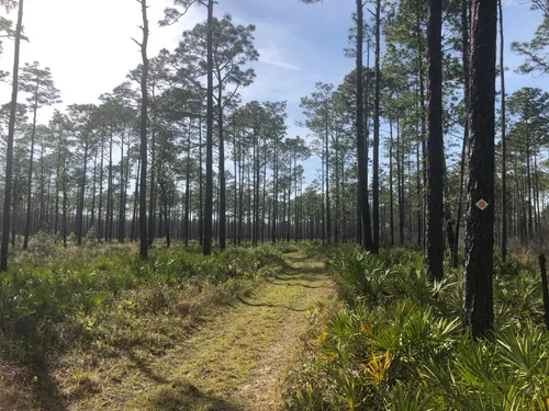 Best 10 Hikes and Trails in Goethe State Forest | AllTrails