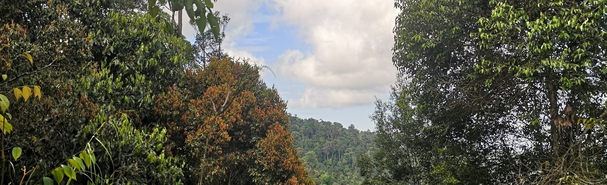 Gunung Rajah via KKB: 123 foto - Selangor, Malesia | AllTrails